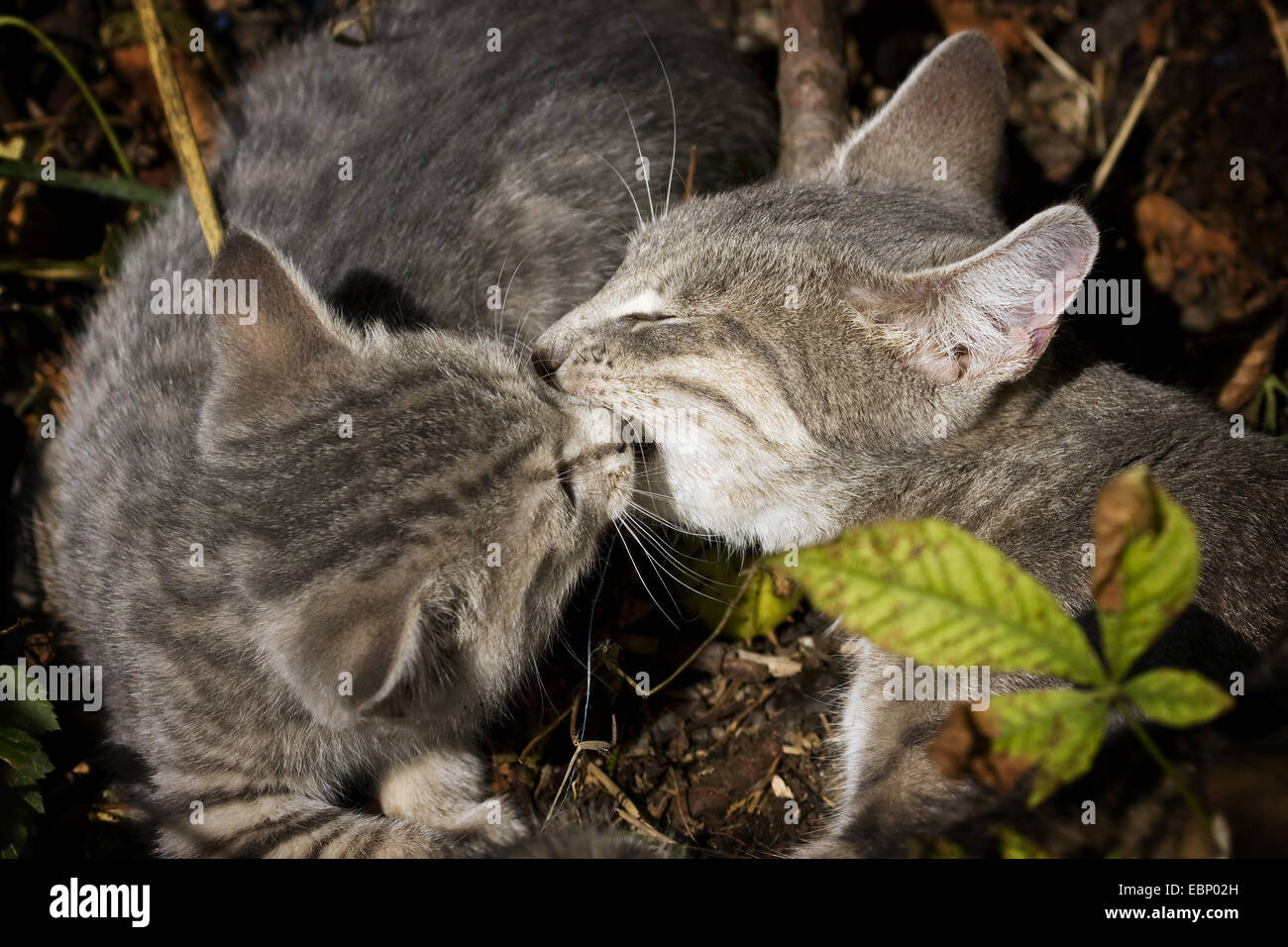 Moma Cat Not Grooming Kittens