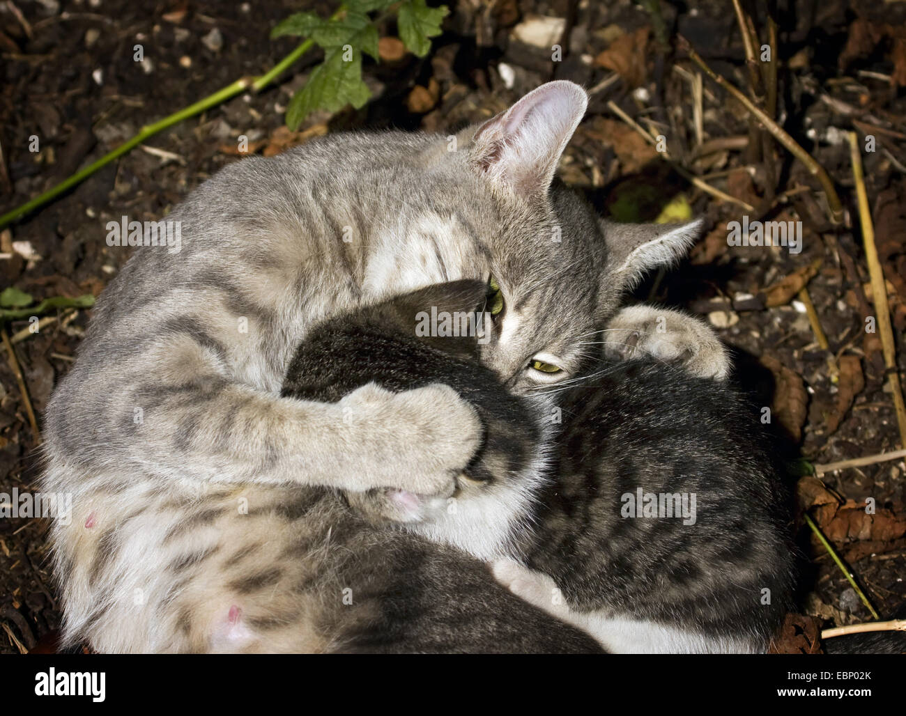 Romping Cat High Resolution Stock Photography and Images - Alamy