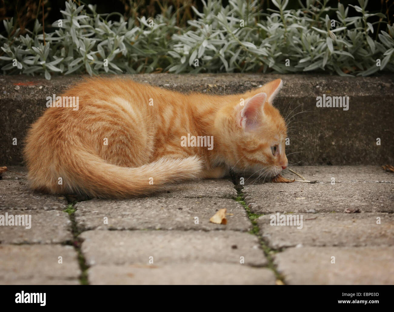 Crouching cat hi-res stock photography and images - Alamy