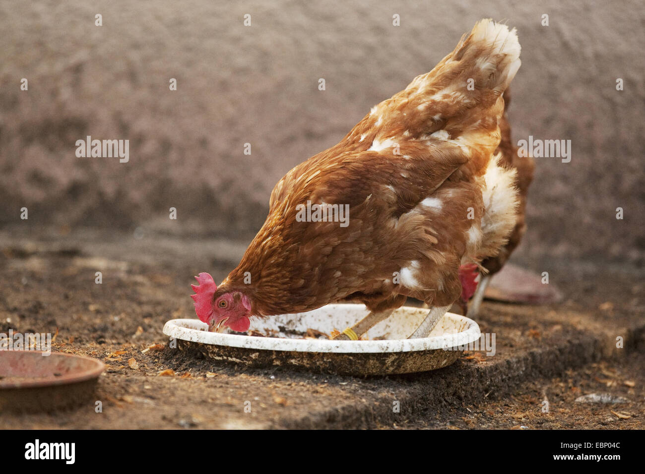 Hen pecking feed from a feeding dish hi-res stock photography and ...