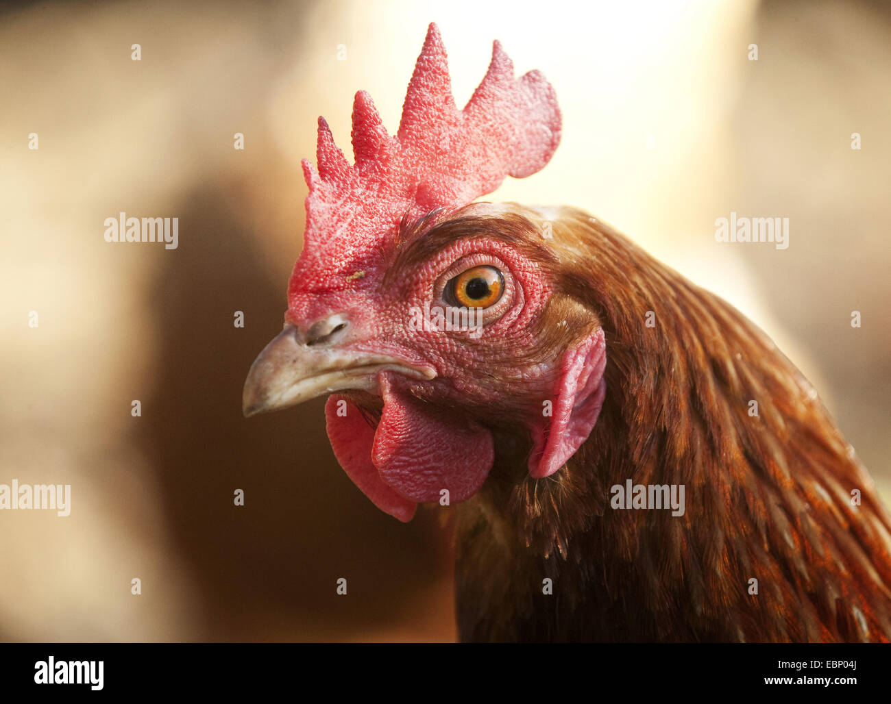 domestic fowl (Gallus gallus f. domestica), portrait of a brown hen ...