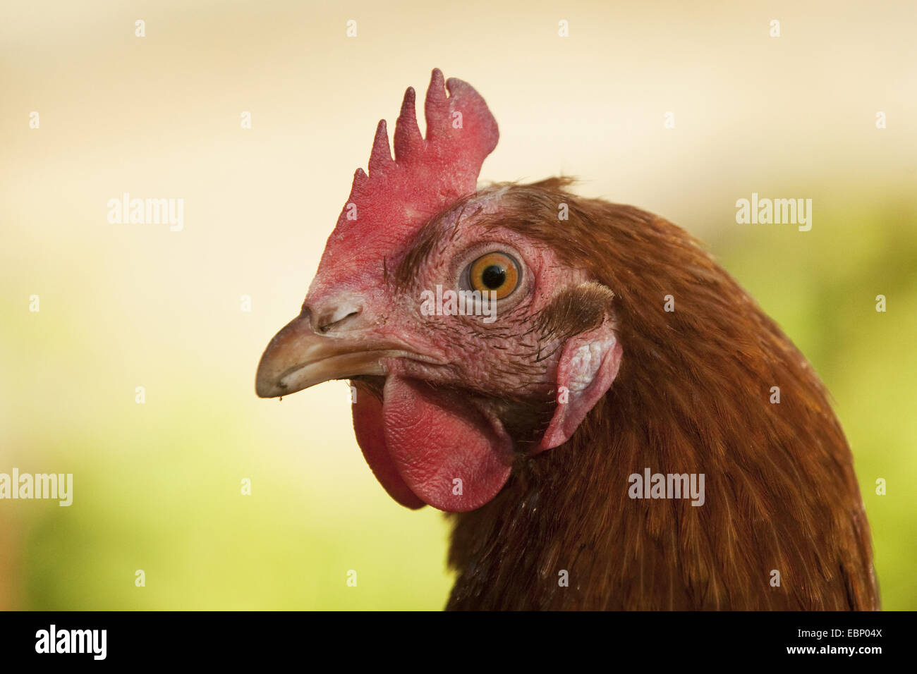 domestic fowl (Gallus gallus f. domestica), portrait of a brown hen ...