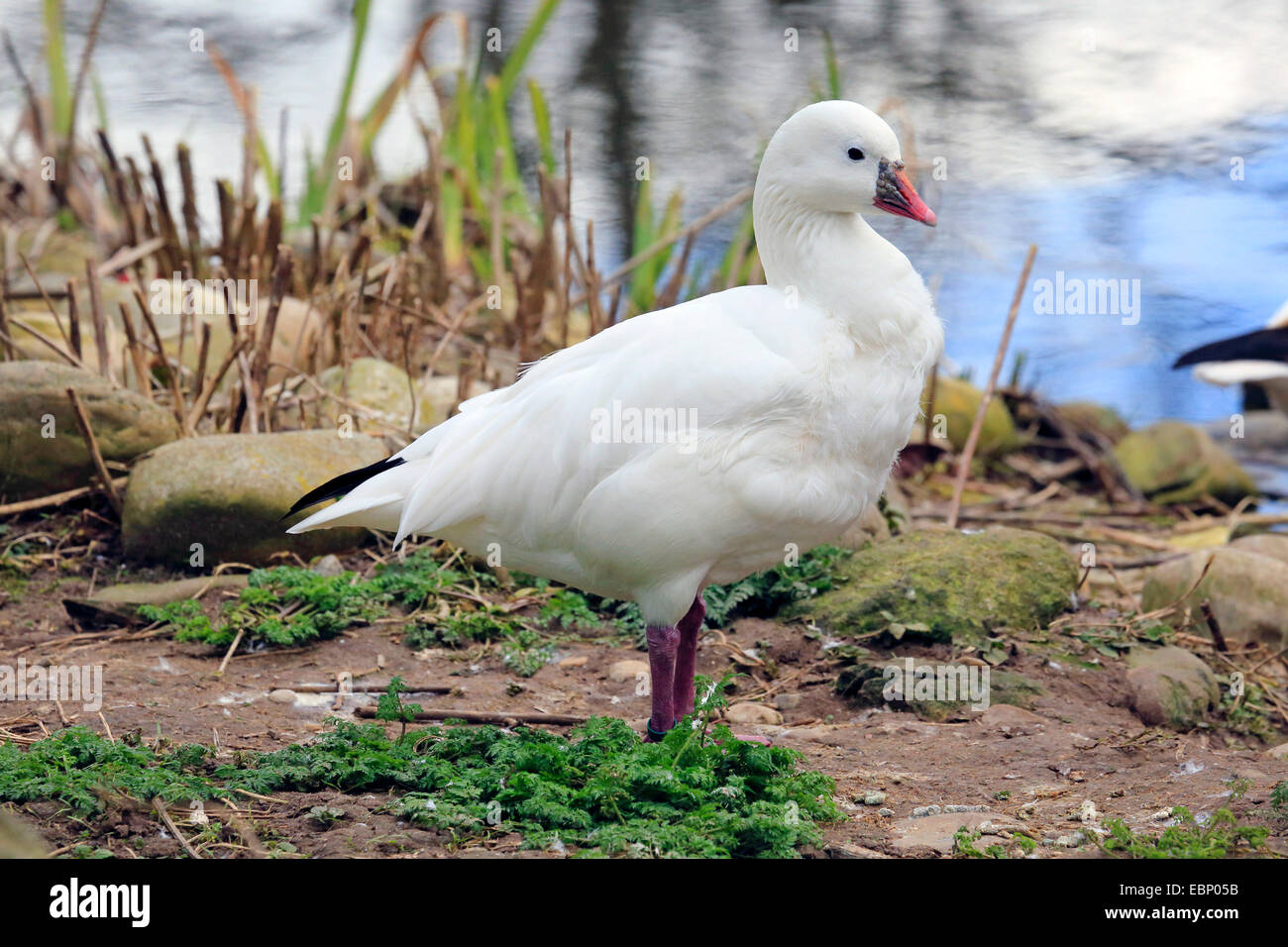 Rosss goose anser rossi hi-res stock photography and images - Alamy