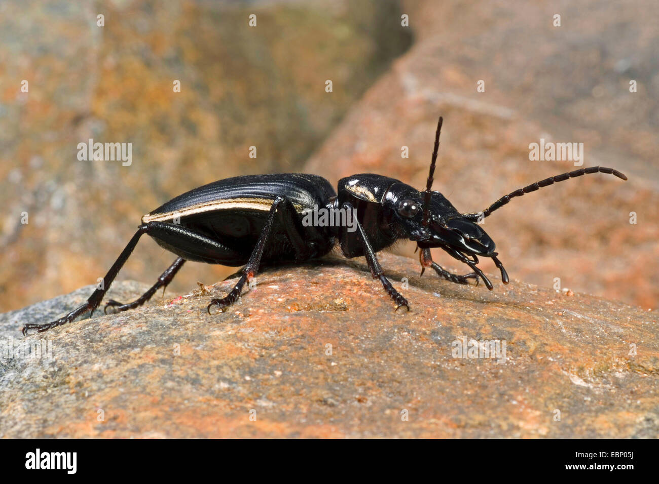 Anthia beetle hi-res stock photography and images - Alamy