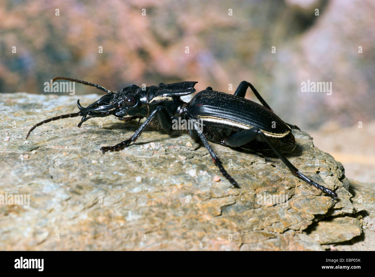 African ground beetle anthia fabricii hi-res stock photography and ...