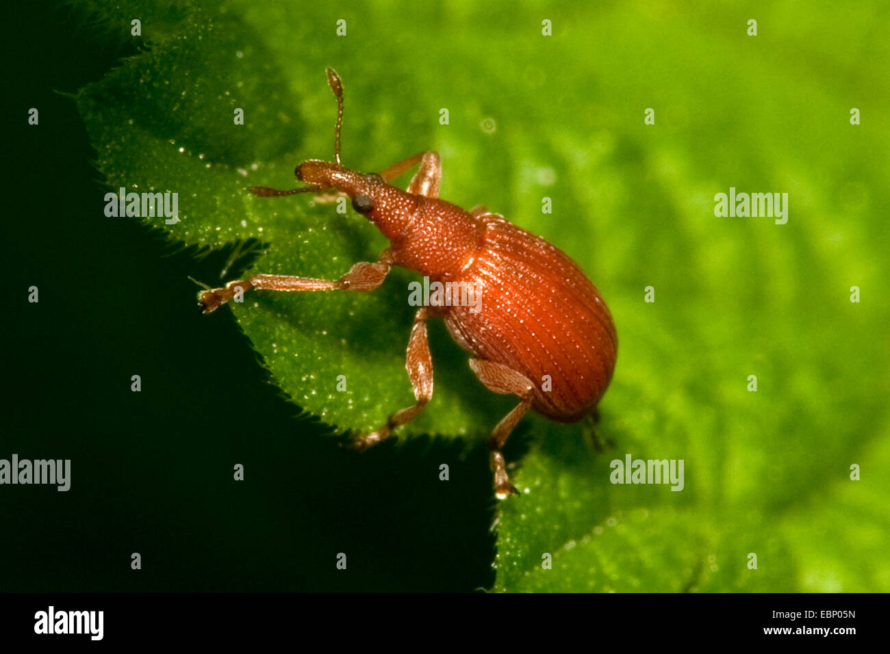 Apion hi-res stock photography and images - Alamy