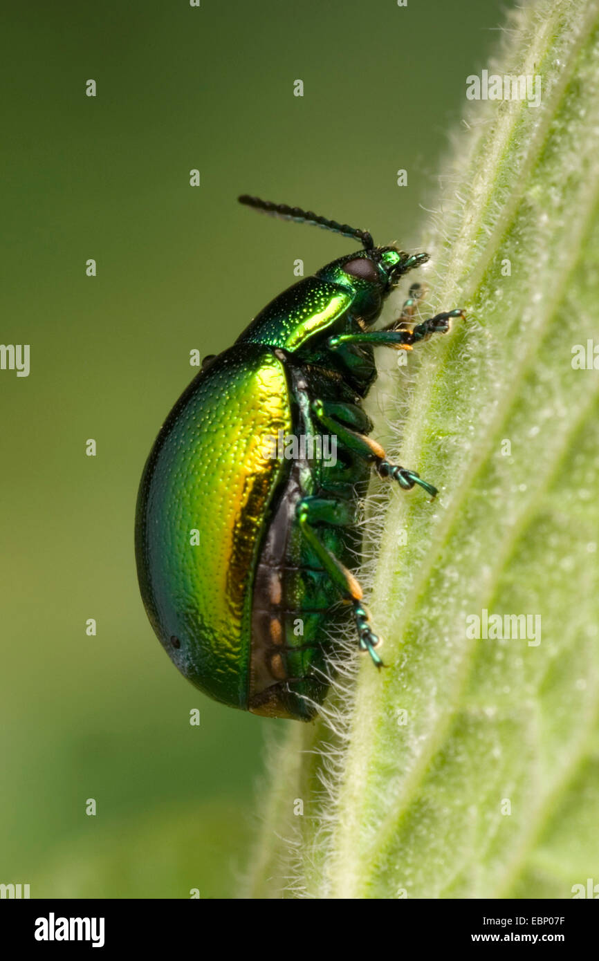 Mint leaf beetles hi-res stock photography and images - Alamy
