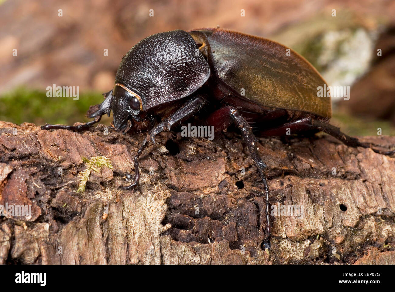 Three-horned Beetle (Chalcosoma caucasus), female on mossy bark Stock ...