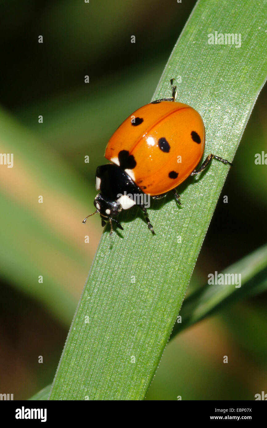 seven-spot ladybird, sevenspot ladybird, 7-spot ladybird (Coccinella ...
