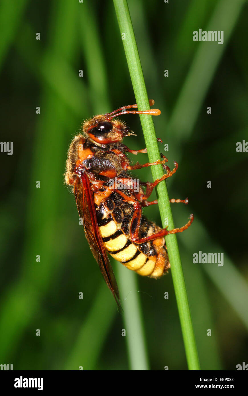 Clubhorned sawfly cimbex luteus hi-res stock photography and images - Alamy