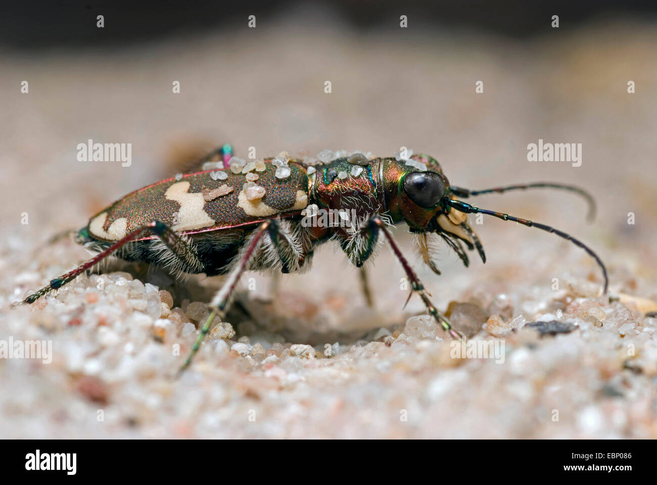 Dune tiger beetle, Northern Dune Tiger Beetle (Cicindela hybrida), in ...