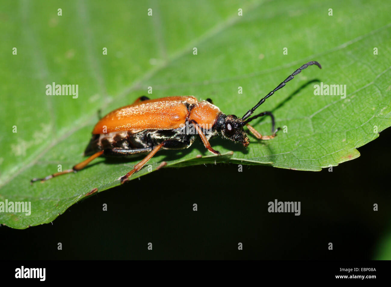 Red Longhorn Beetle (Anoplodera rubra, Stictoleptura rubra, Leptura ...