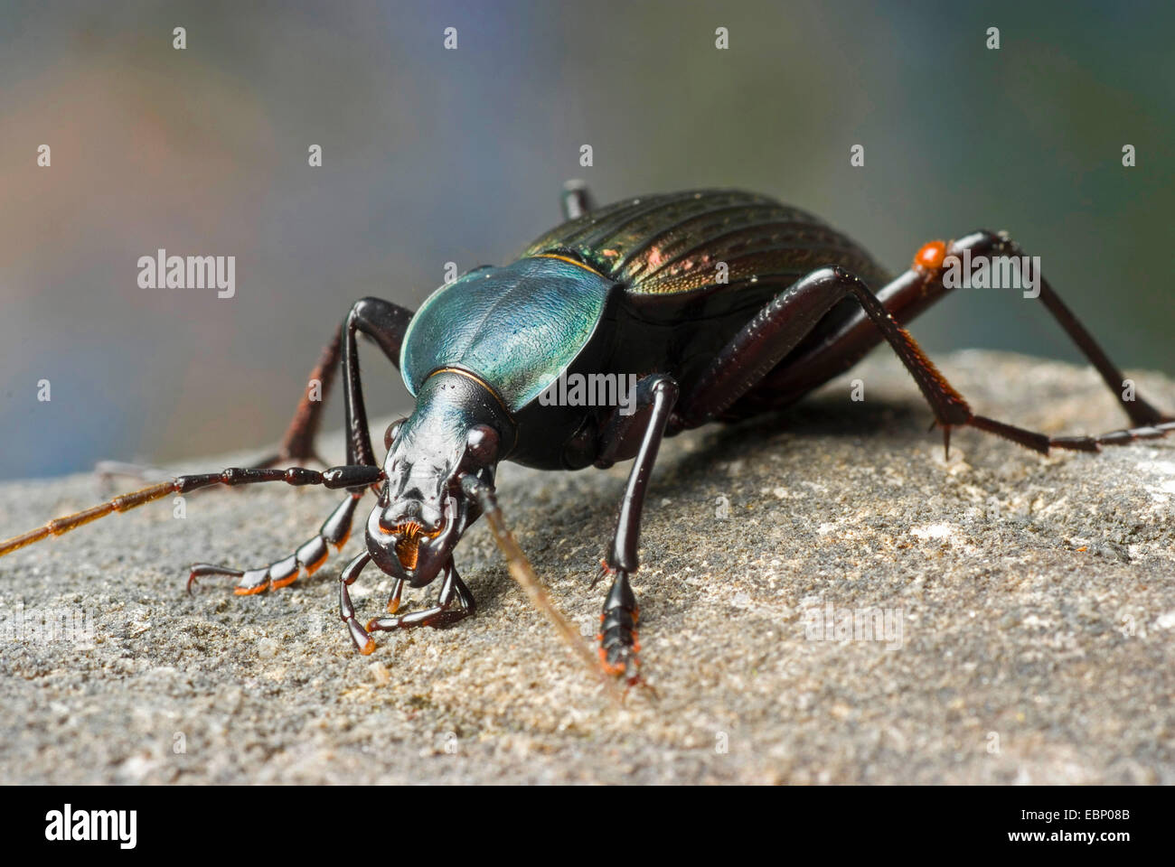 Running Beetle (Coptolabrus smaragdinus monilifer), on a stone Stock ...