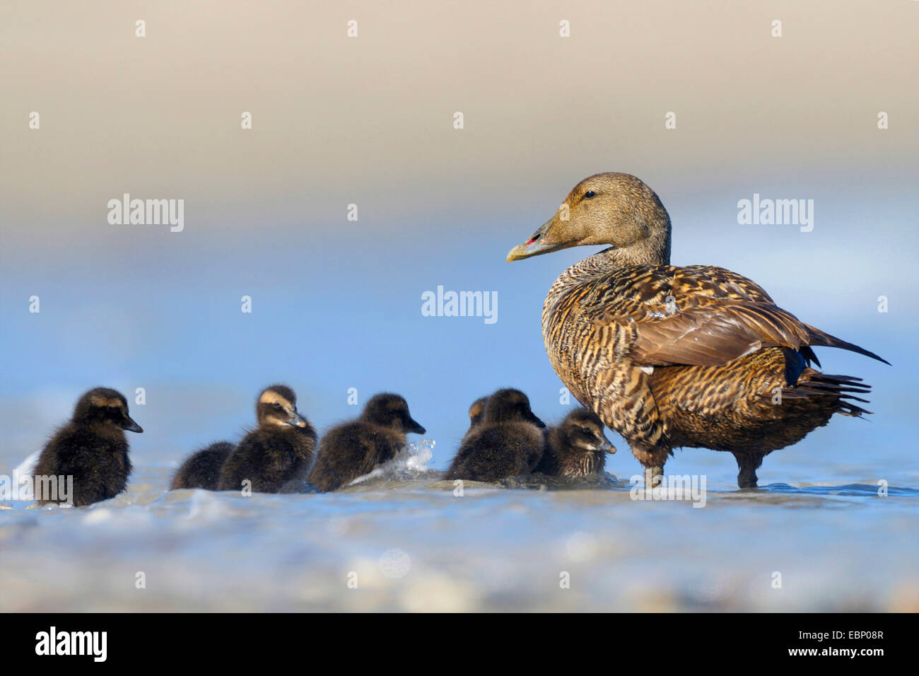 Common eider (Somateria mollissima), with chicks in snow, Germany Stock ...