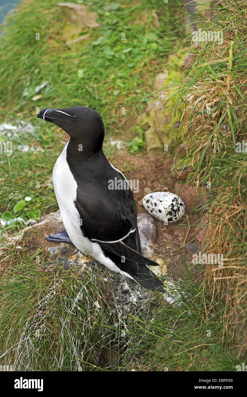 Razorbill bird eggs uk hi-res stock photography and images - Alamy