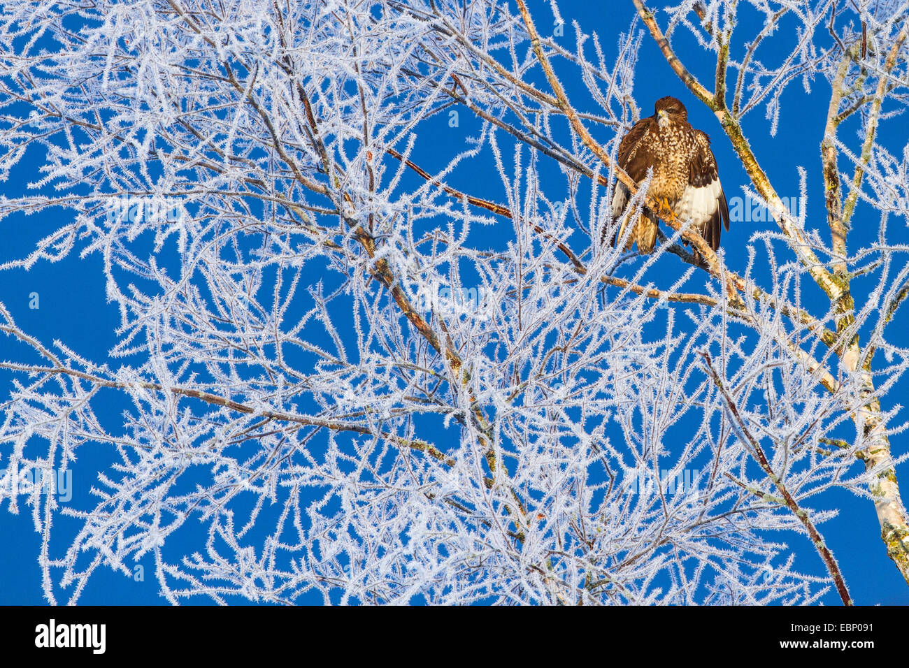Buzzards warming wings hi-res stock photography and images - Alamy