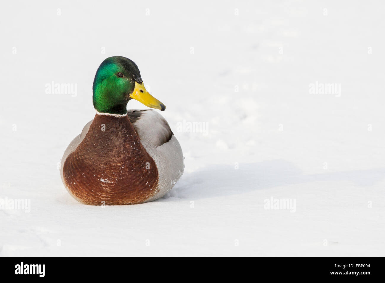 Male mallards snow hi-res stock photography and images - Alamy