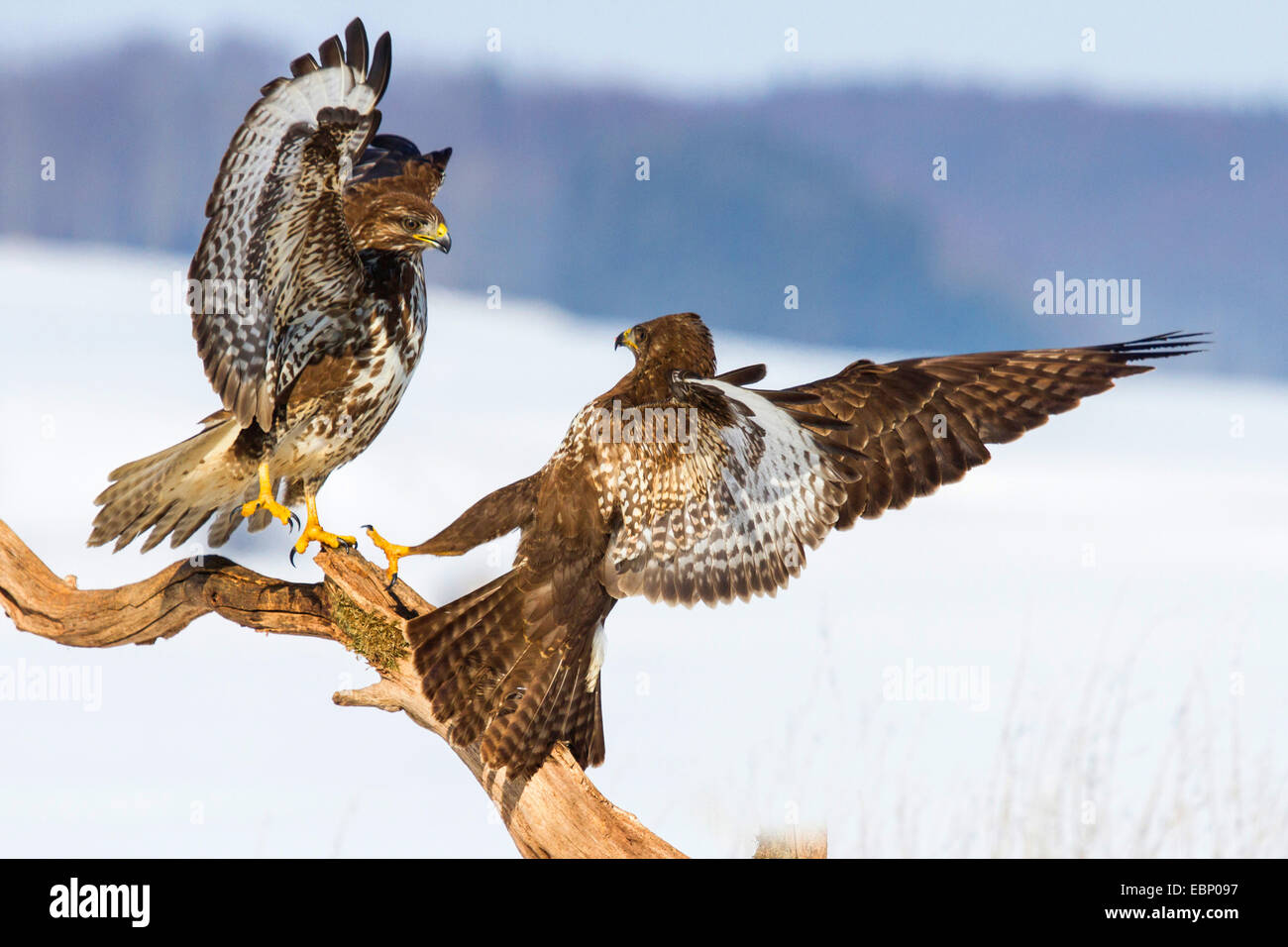Two buzzards on a hi-res stock photography and images - Alamy