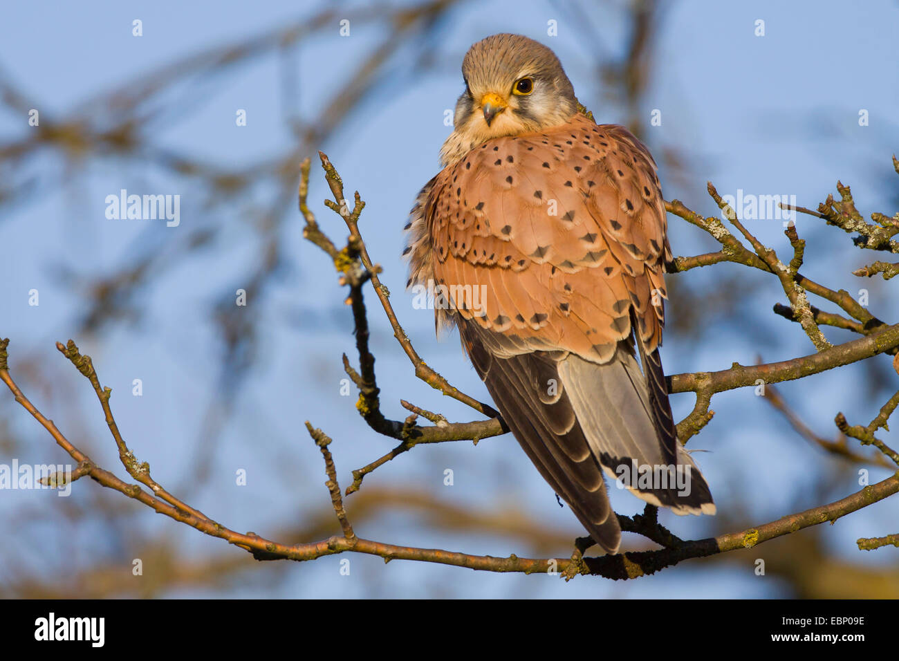 European Kestrel, Eurasian Kestrel, Old World Kestrel, Common Kestrel ...