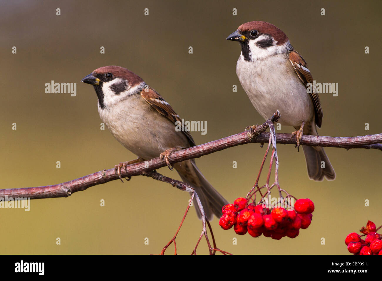 Eurasian tree sparrow (Passer montanus), two tree sparrows on a branch ...