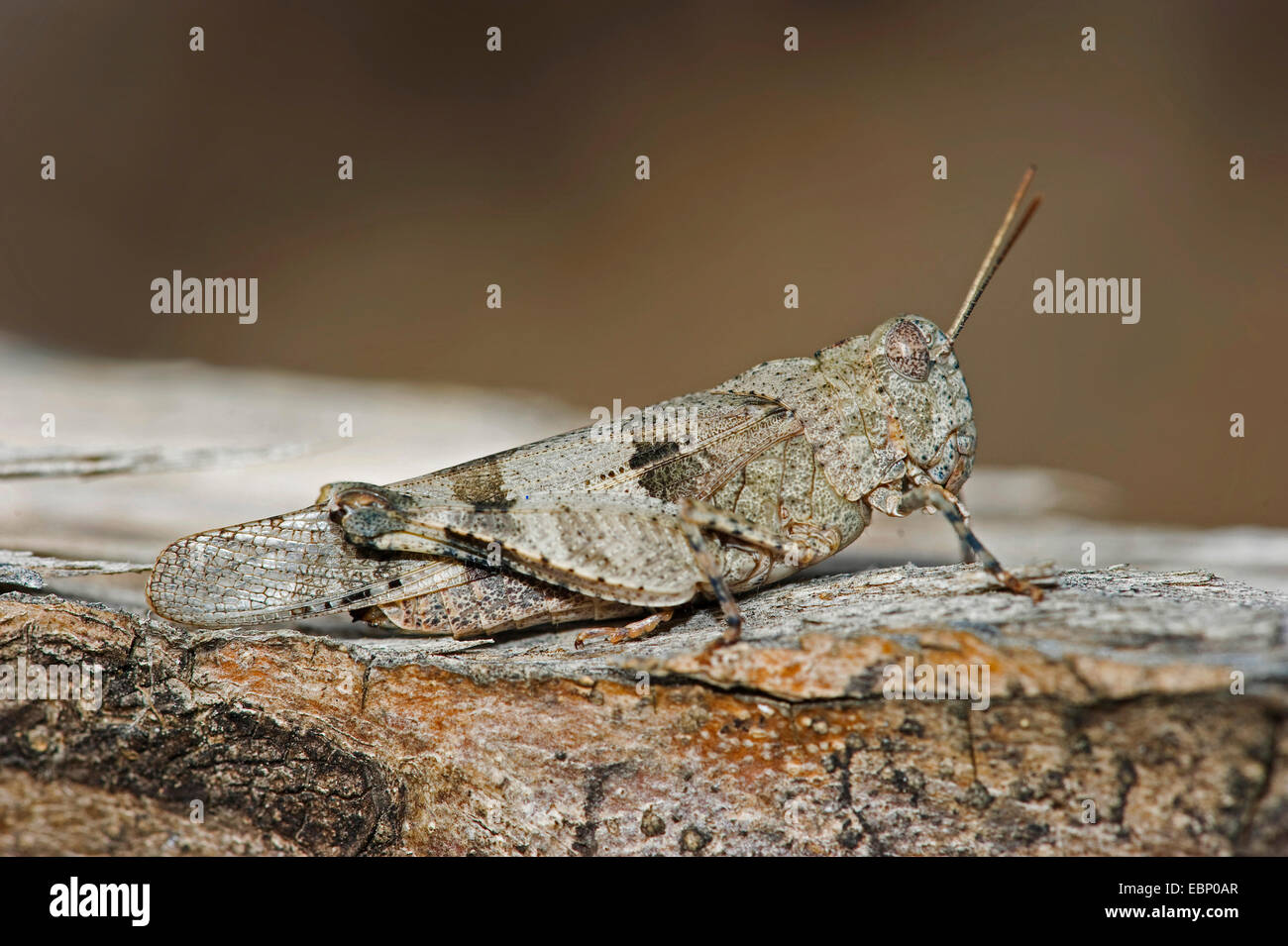 blue-winged grasshopper (Oedipoda coerulescens), on a stone, Greece ...