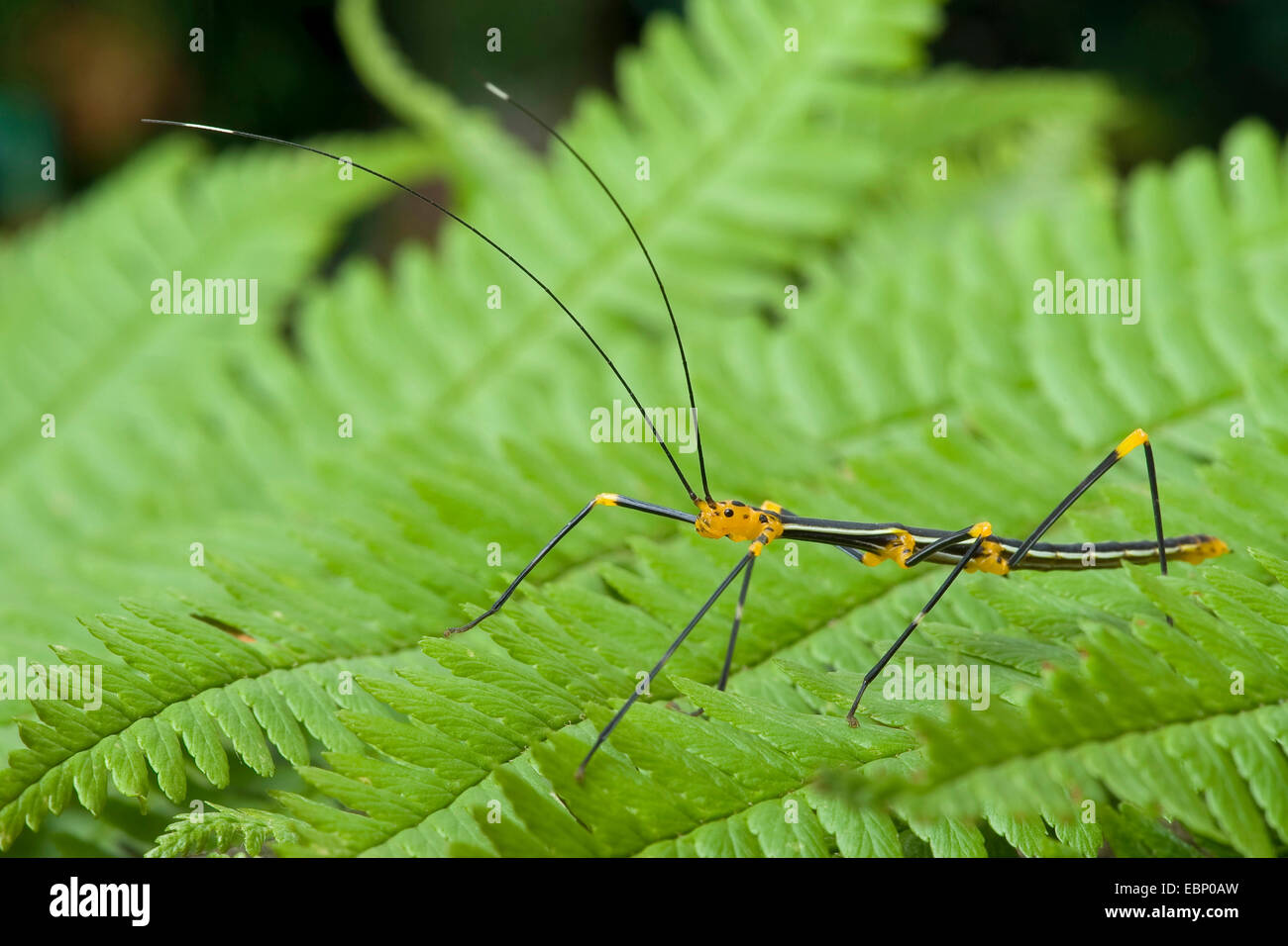 Peruvian fire stick (Oreophoetes peruana), on a leaf Stock Photo - Alamy