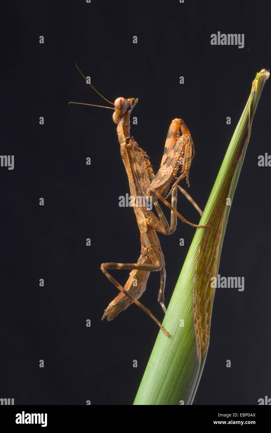Parasphendale agrionina hi-res stock photography and images - Alamy