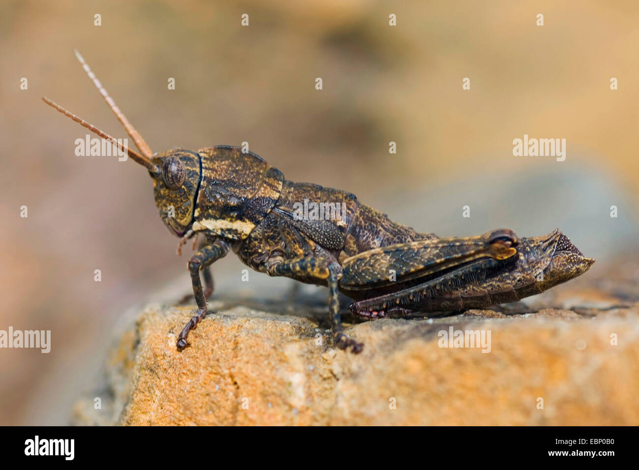 Grasshopper (Pamphagidae spec.), on a stone, Portugal, Albufeira Stock ...