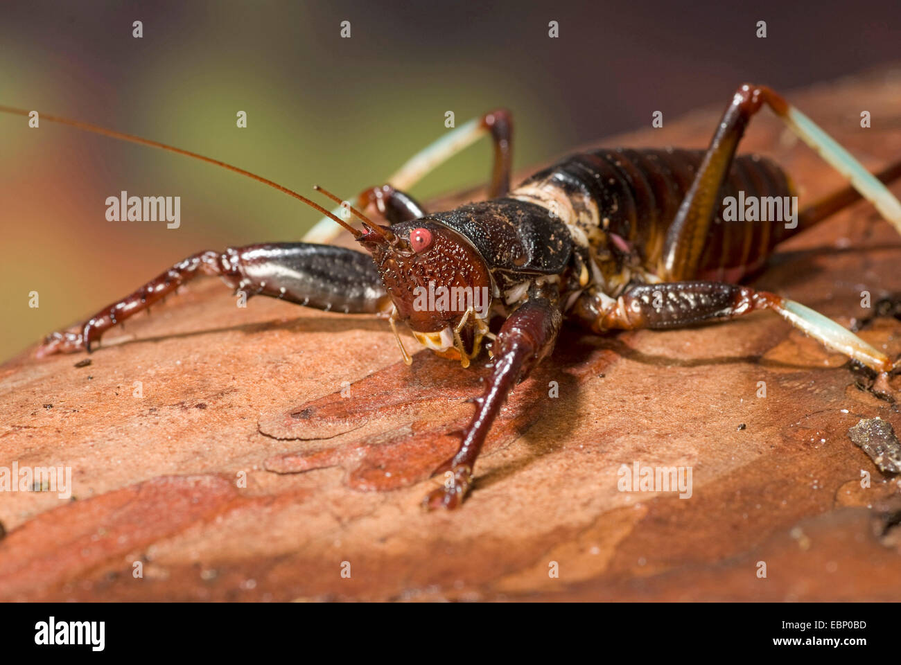 Tiger Cricket (Oncopodus conatus), on bark Stock Photo - Alamy