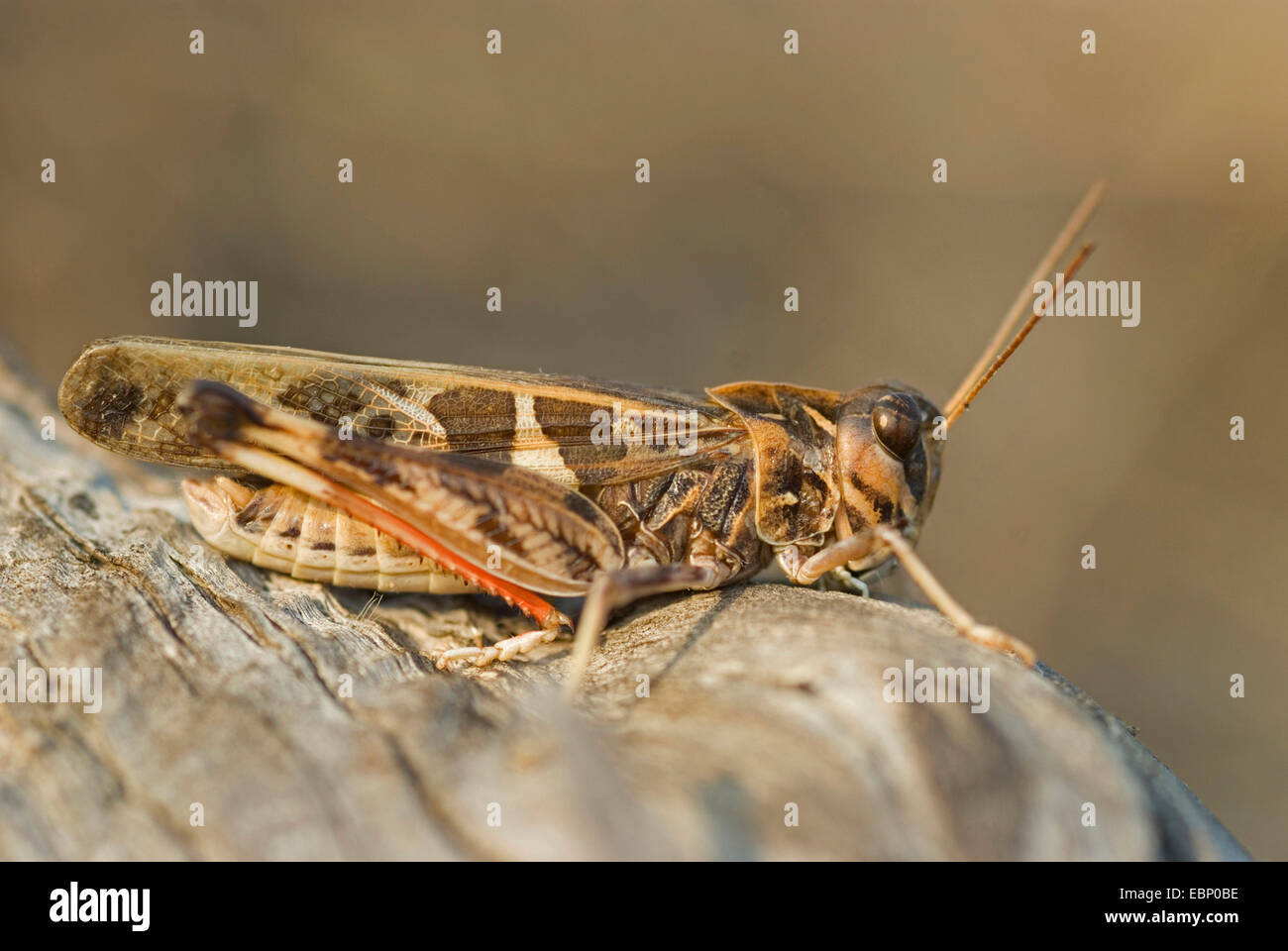 Band winged grasshopper hi-res stock photography and images - Alamy