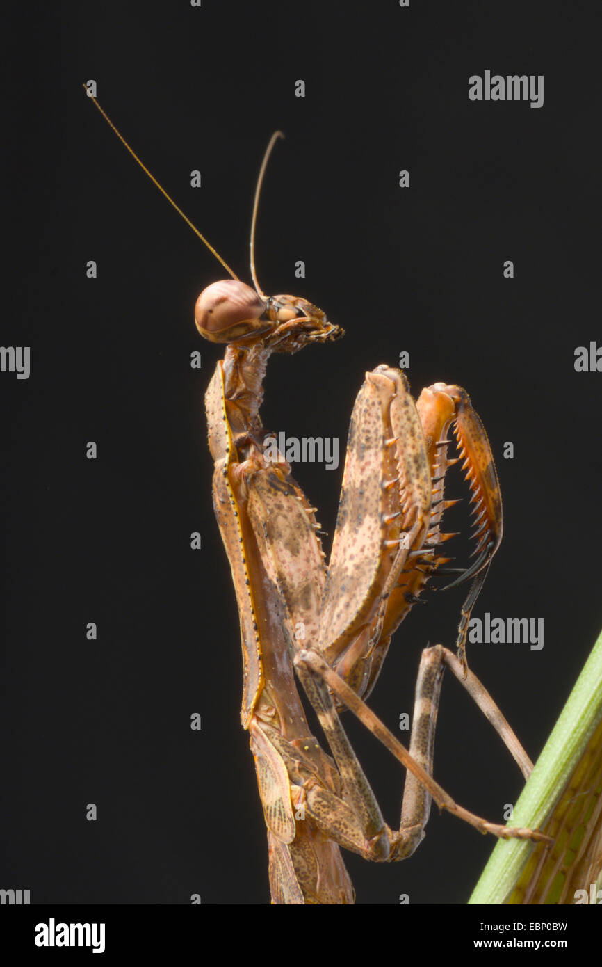Mantis hi-res stock photography and images - Alamy