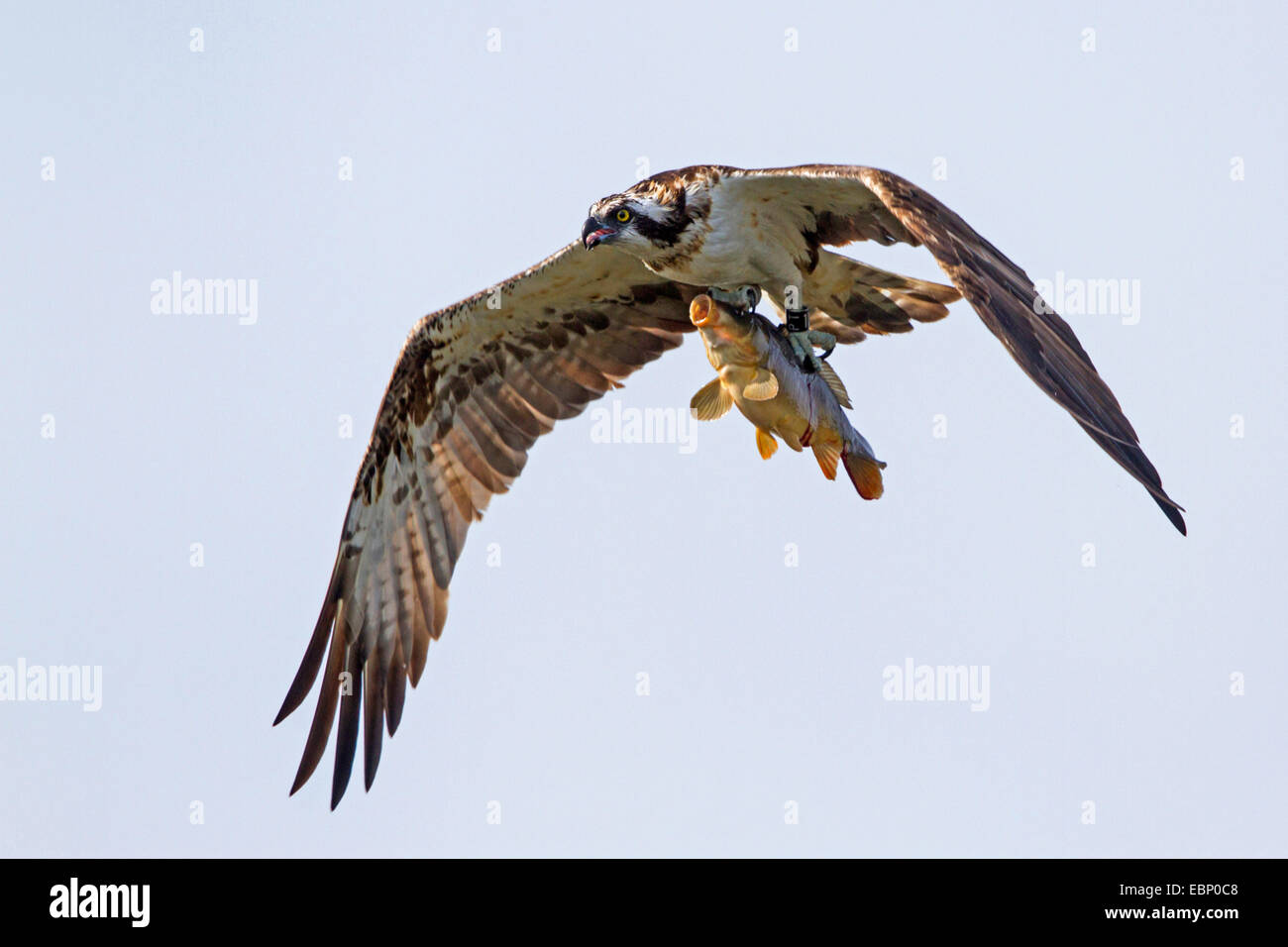 Methods Of Capturing Prey High Resolution Stock Photography and Images ...