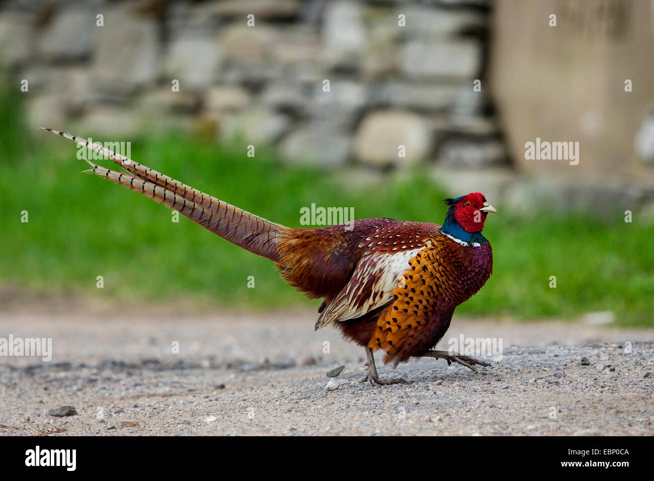 common pheasant, Caucasus Pheasant, Caucasian Pheasant (Phasianus ...