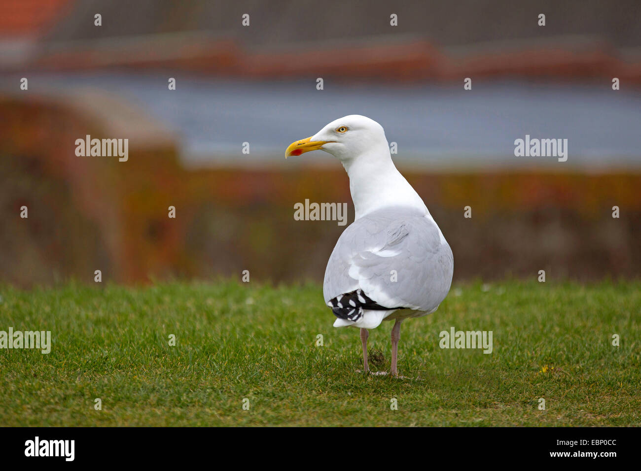 herring gull (Larus argentatus), standing in a meadow, Germany Stock ...