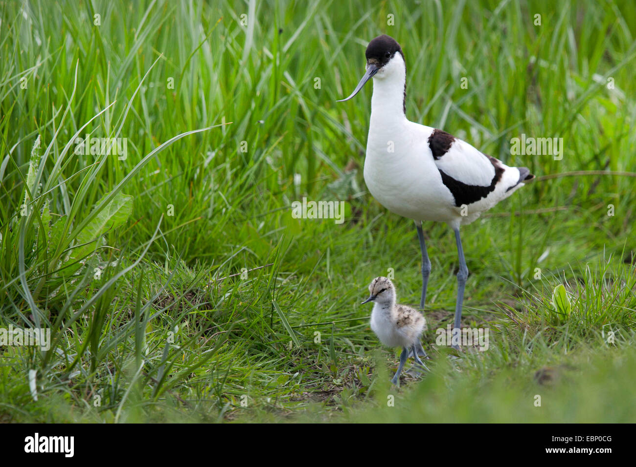 pied avocet (Recurvirostra avosetta), adult bird with chick on grass ...