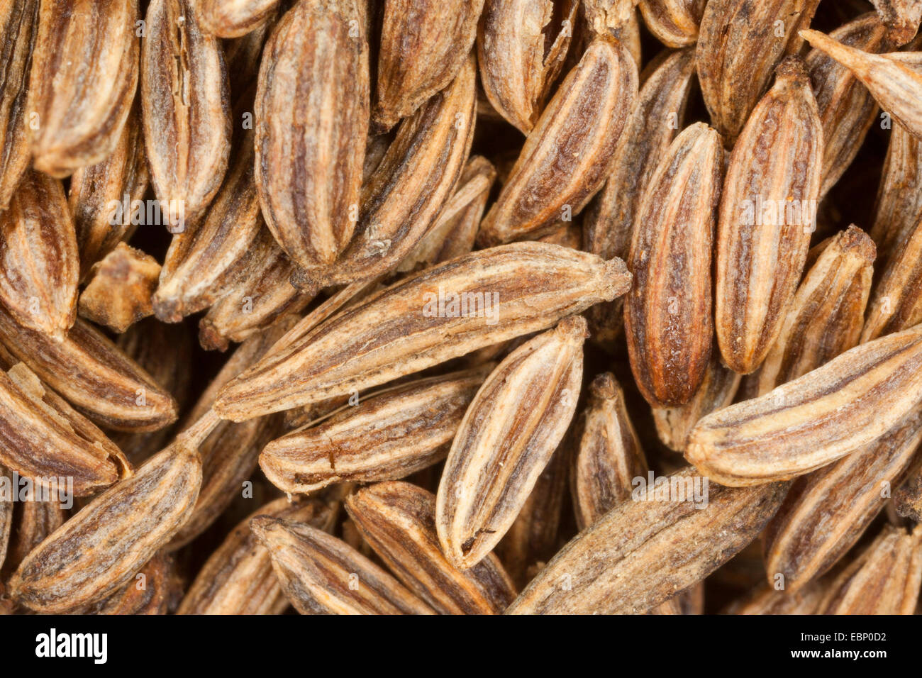 common caraway (Carum carvi), kernels Stock Photo - Alamy