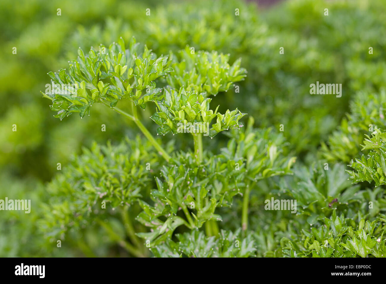 Curled parsley, Parsley (Petroselinum crispum), curled parsley Stock ...