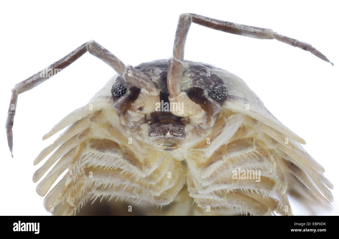 Woodlice female hi-res stock photography and images - Alamy