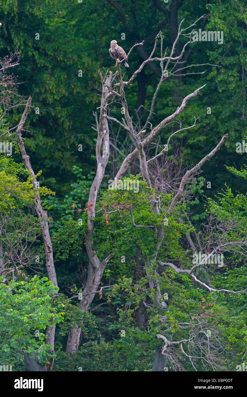 White tailed eagle on tree hi-res stock photography and images - Alamy