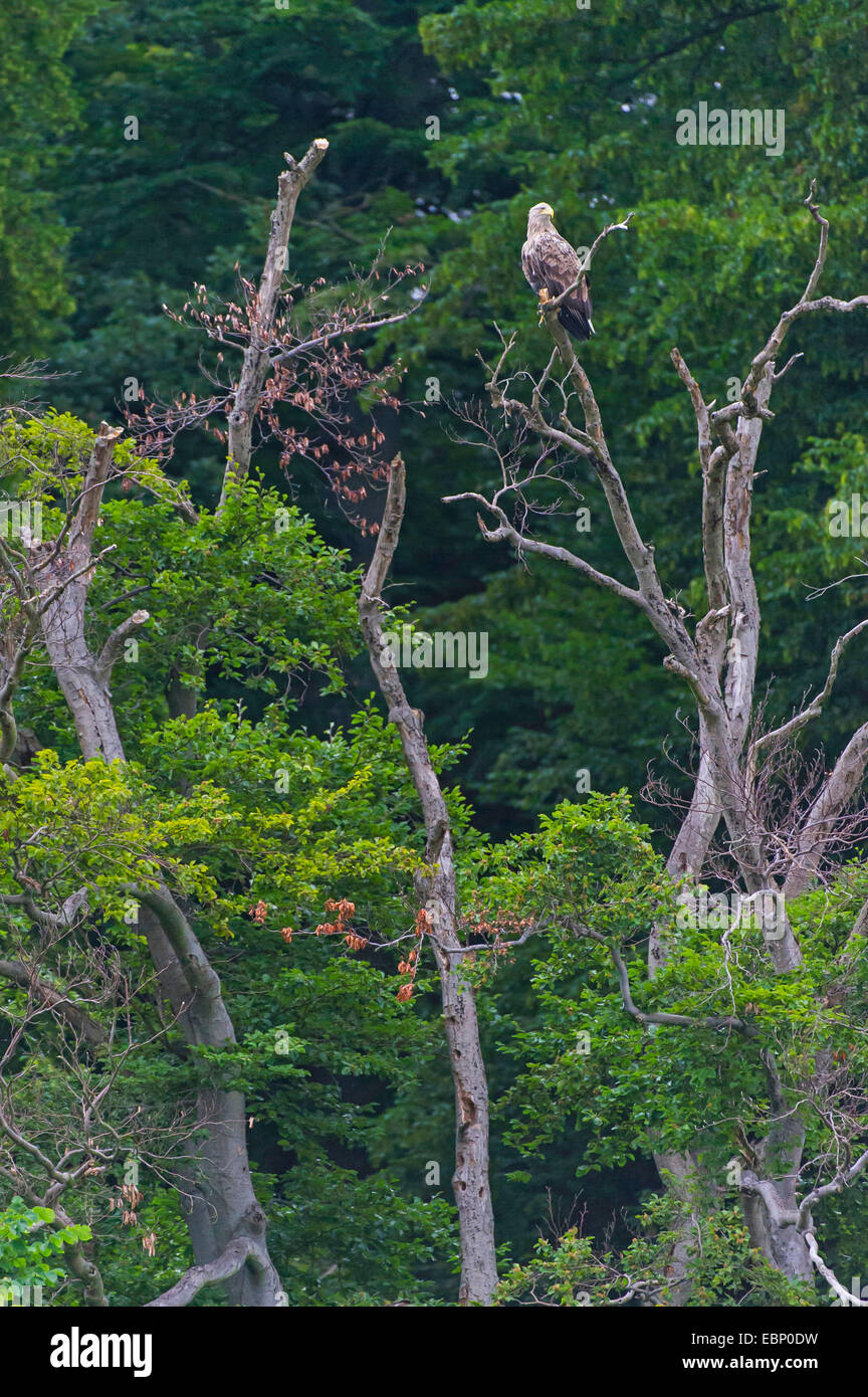 White tailed eagle on tree hi-res stock photography and images - Alamy