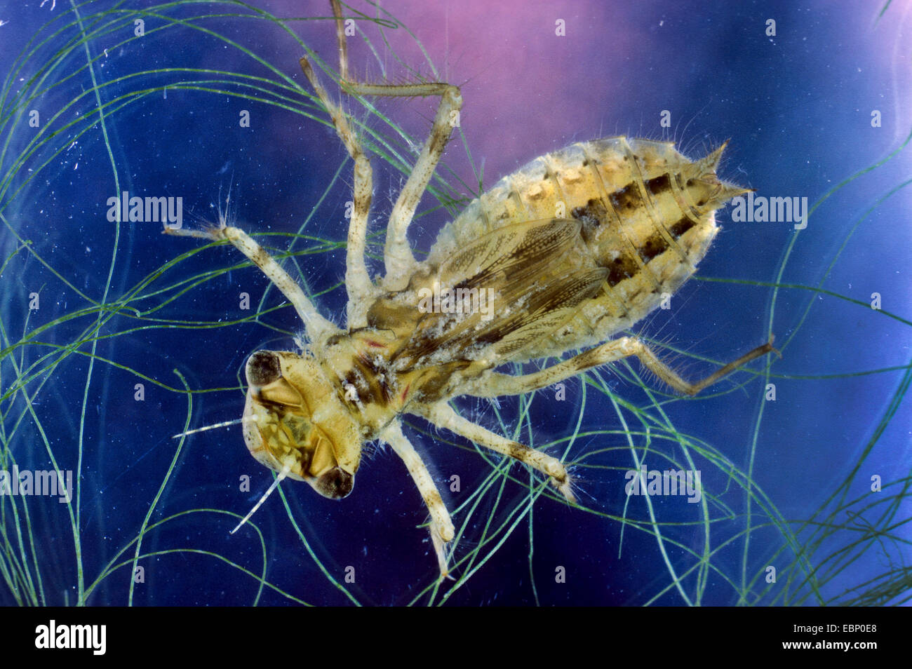 Red-veined sympetrum (Sympetrum fonscolombii, Sympetrum fonscolombei ...