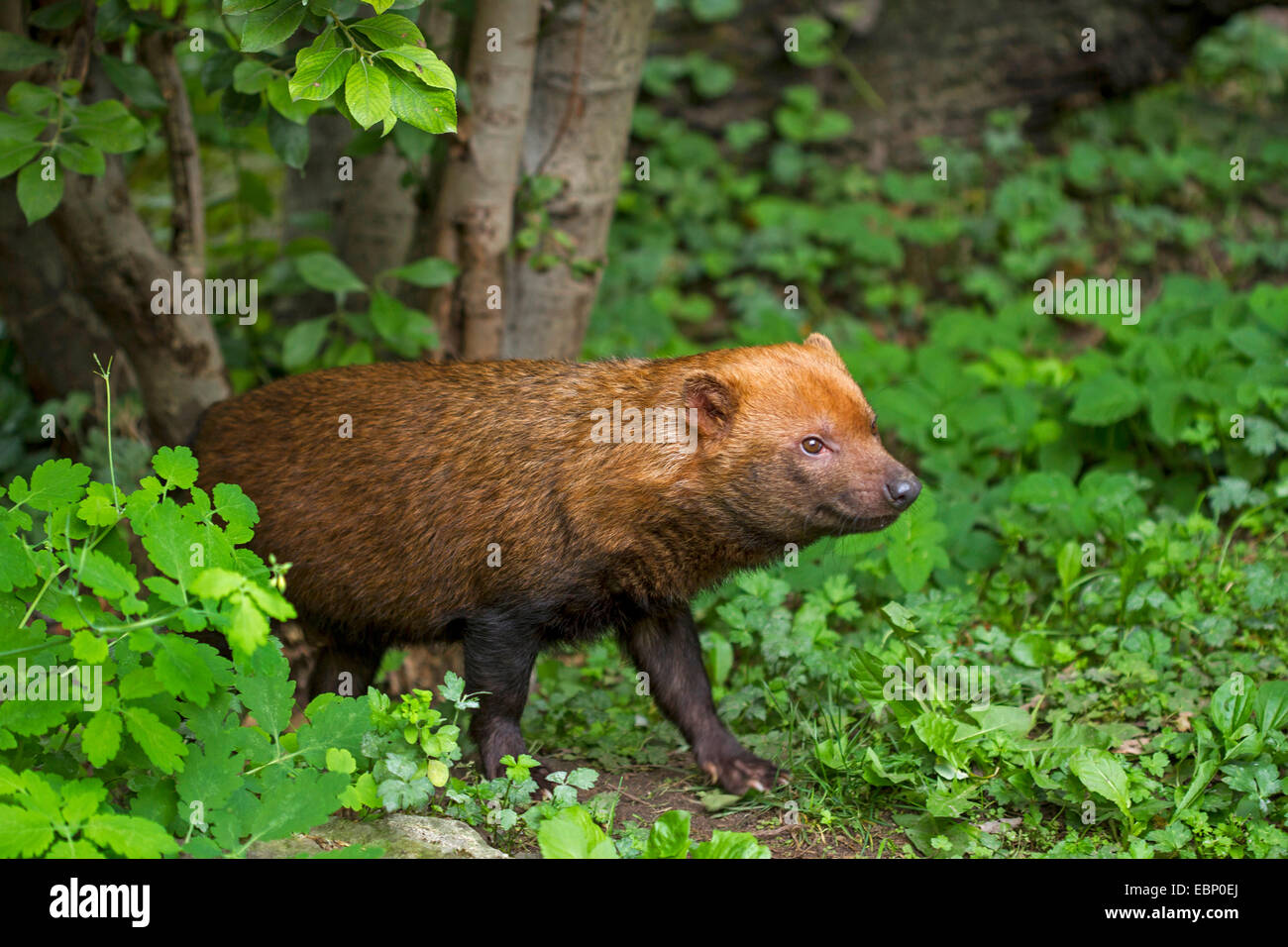bush dog (Speothos venaticus), comming out of thicket Stock Photo - Alamy