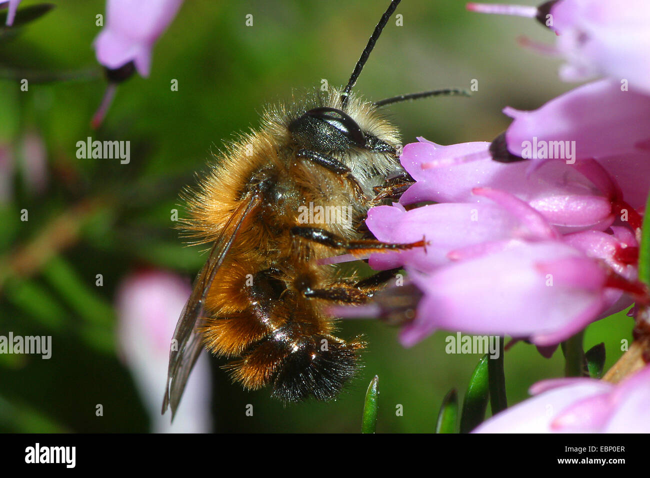 Osmia bicornis hi-res stock photography and images - Alamy