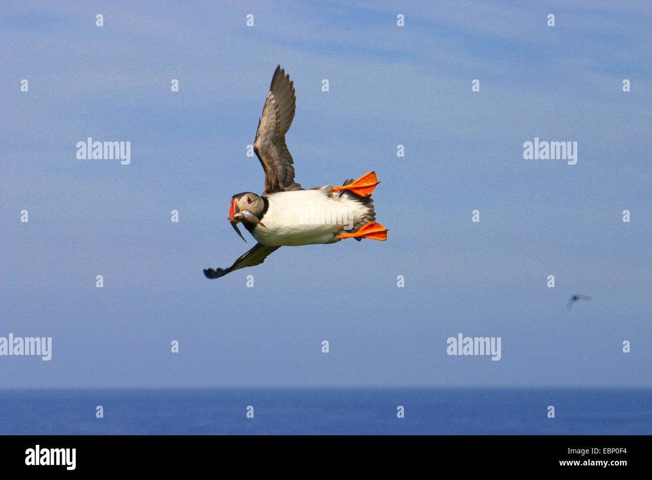 Atlantic puffin, Common puffin (Fratercula arctica), in flight with ...