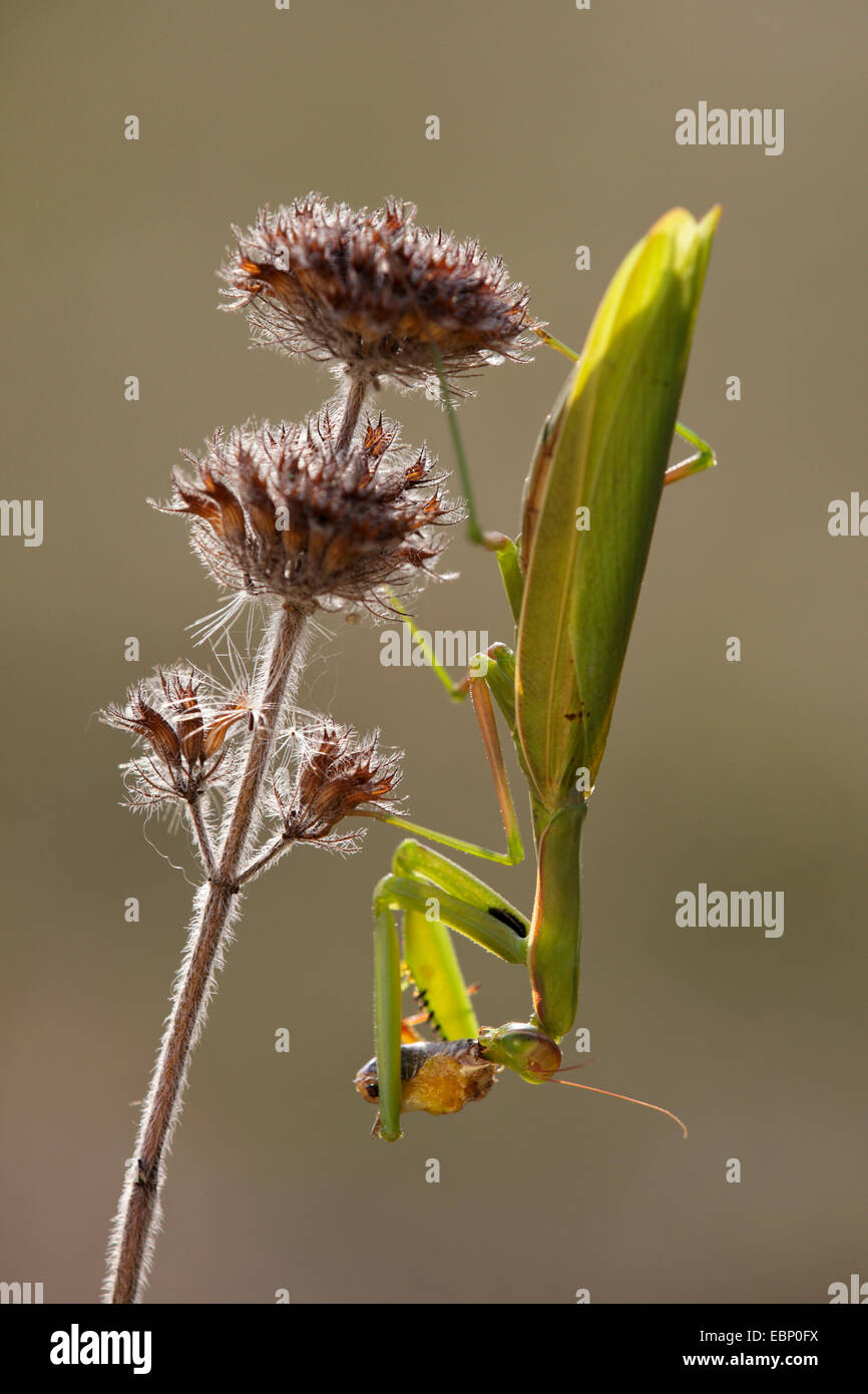 Mantis religiosa photos hi-res stock photography and images - Alamy