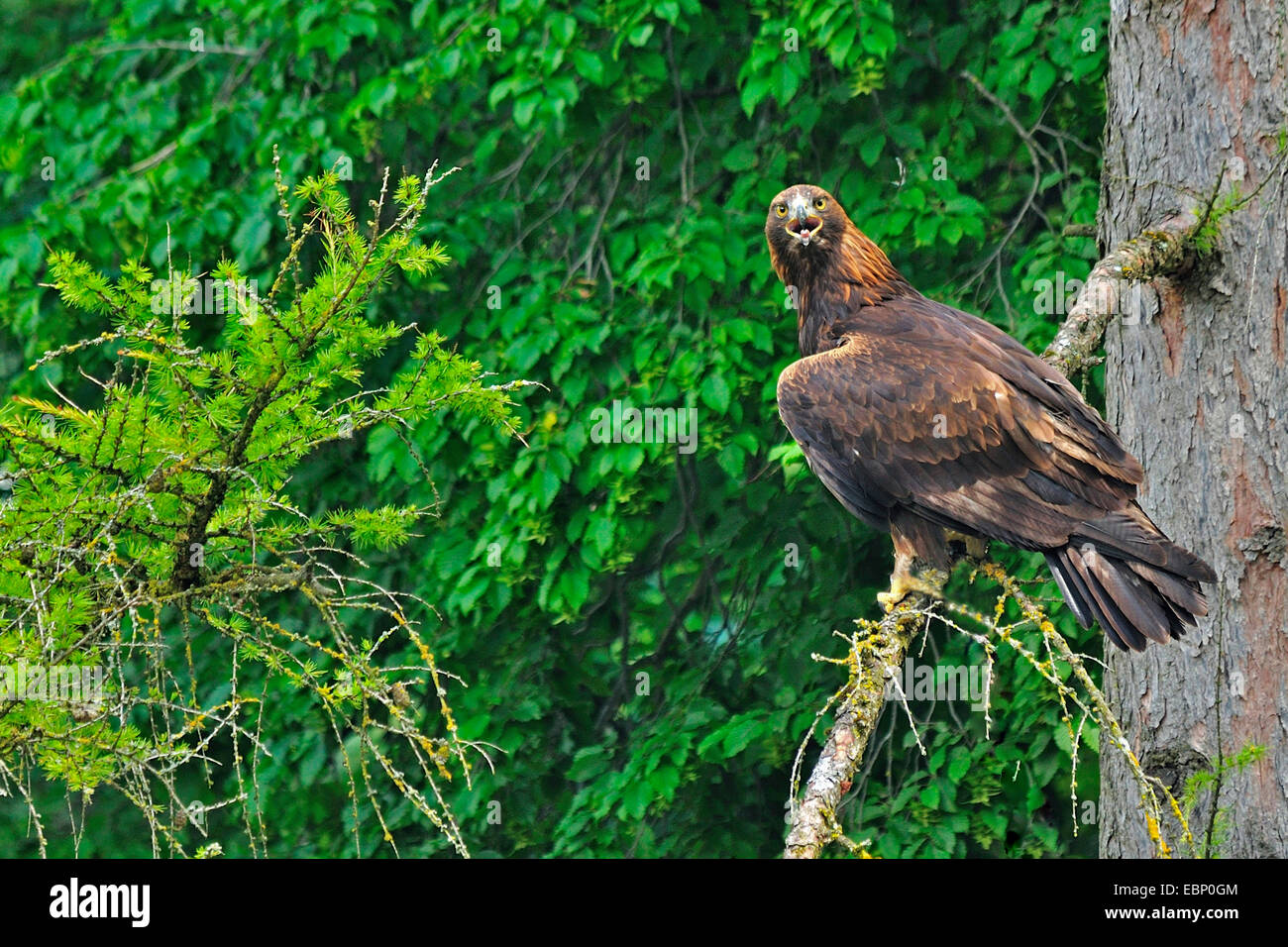 golden eagle (Aquila chrysaetos), on an outlook at a tree, Germany ...