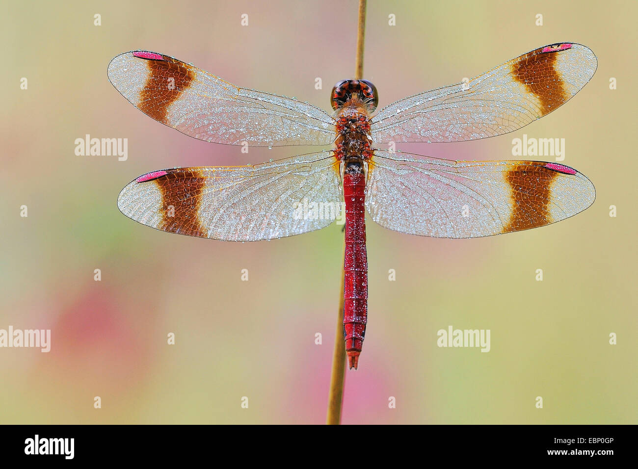 banded blackwings, banded agrion, banded demoiselle (Calopteryx ...