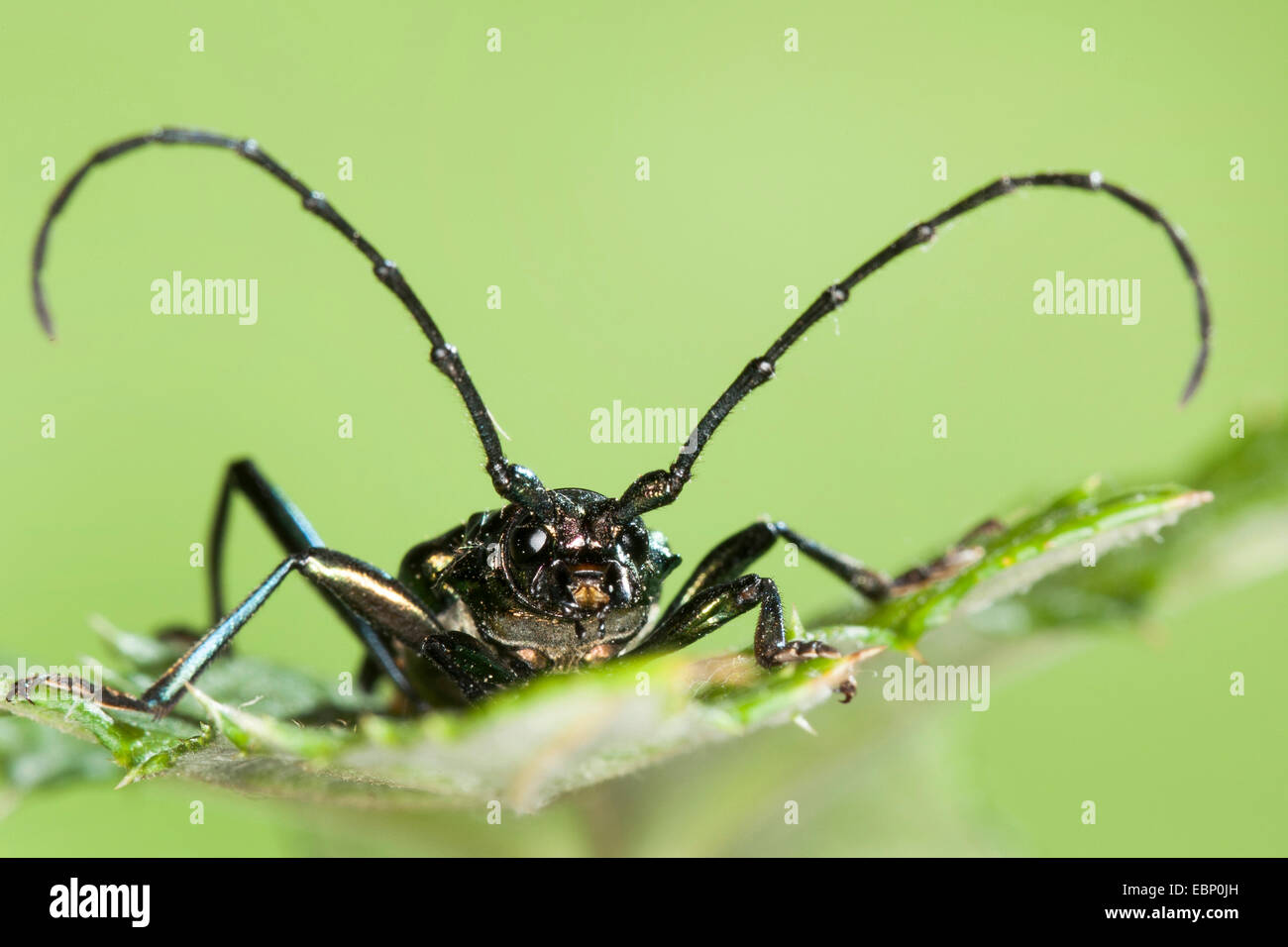 musk beetle (Aromia moschata), portrait, Germany Stock Photo - Alamy