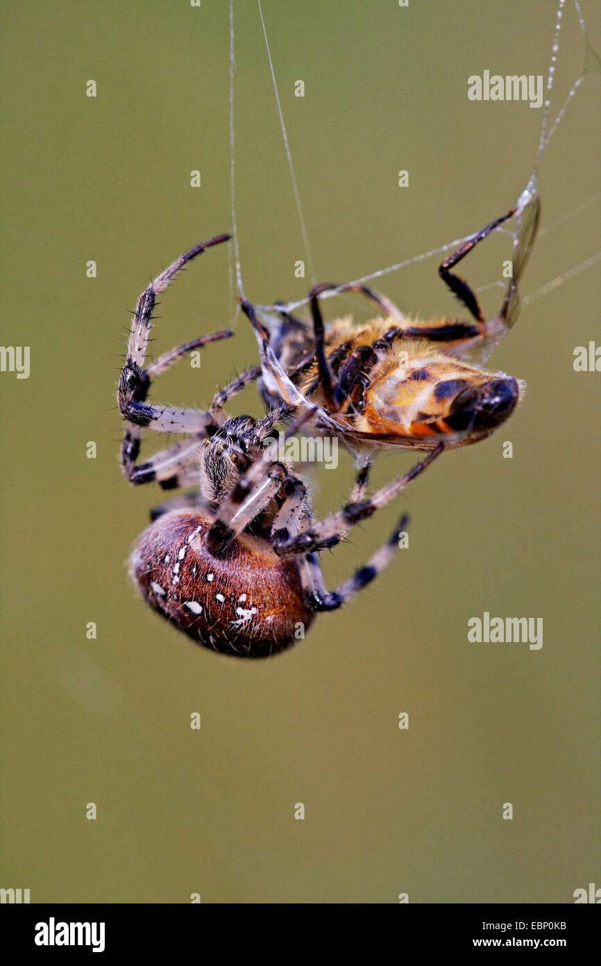 fourspotted orbweaver (Araneus quadratus), with prey, Germany, Baden ...