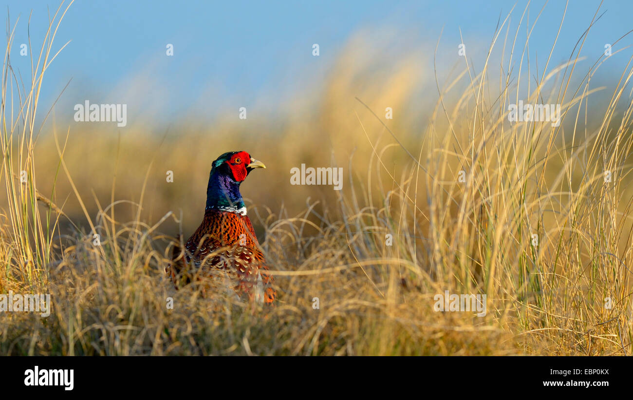 common pheasant, Caucasus Pheasant, Caucasian Pheasant (Phasianus ...